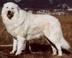 Maremma Sheepdog - Italian breed standard illustrated with photos